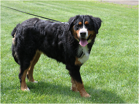 | Bella Bernedoodles