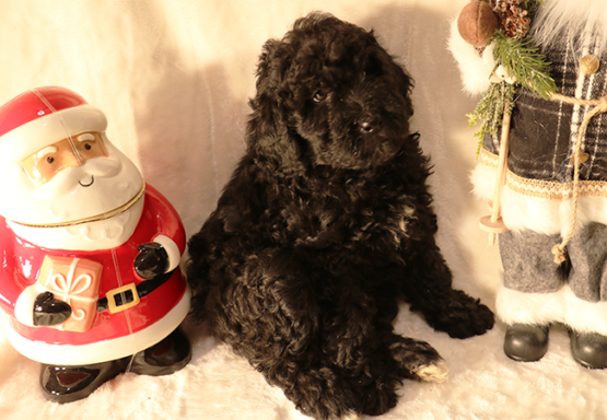 bernedoodle_renee_holiday | Bella Bernedoodles